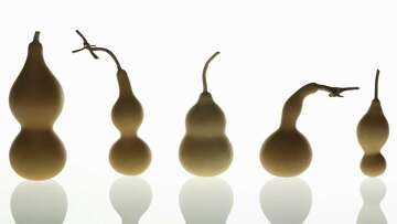 The Best Ways to Grow Birdhouse Gourds