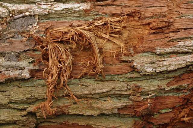 White Mucus on Tree Bark