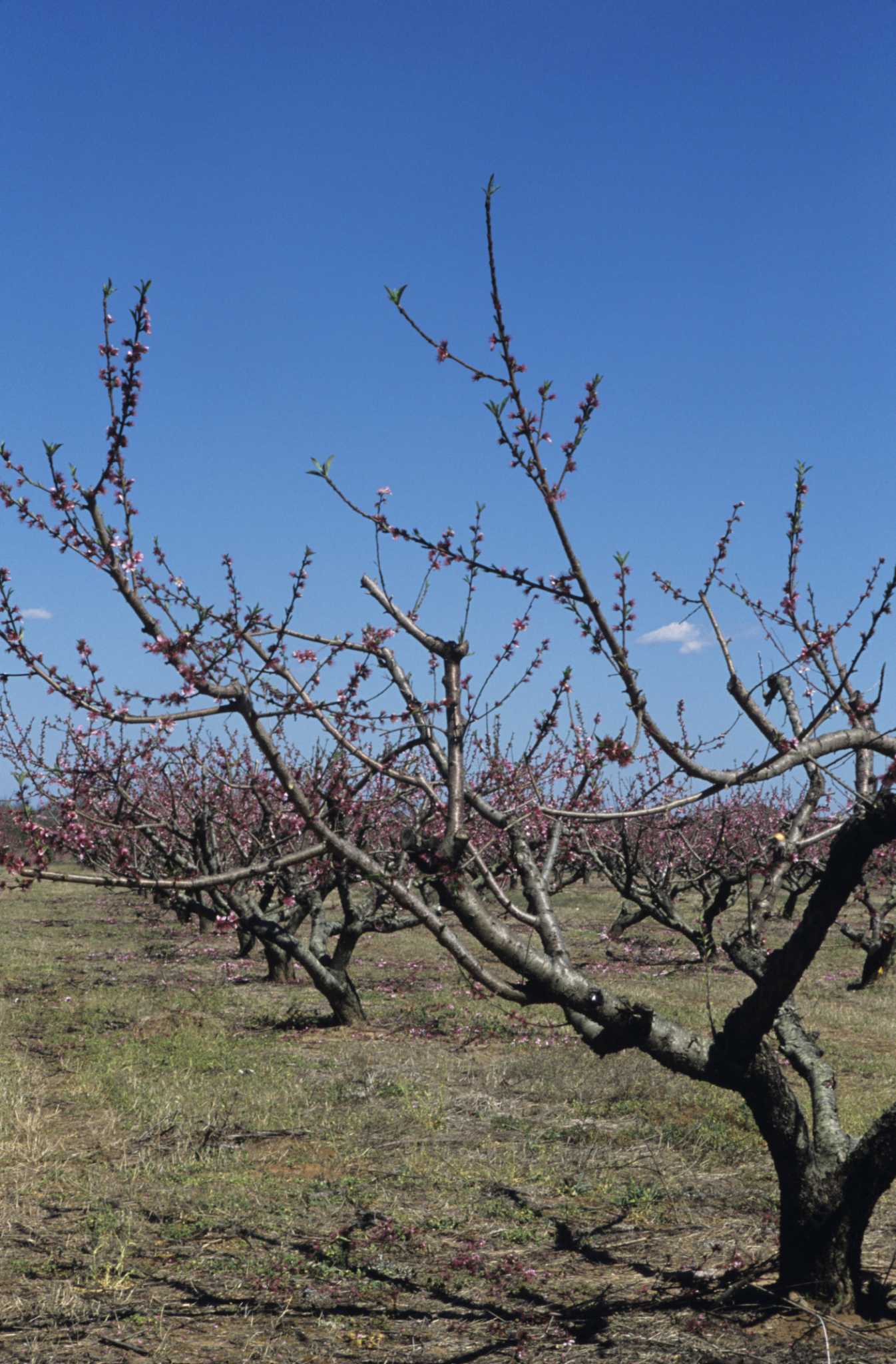 What Are Bull Shoots in Peach Trees?