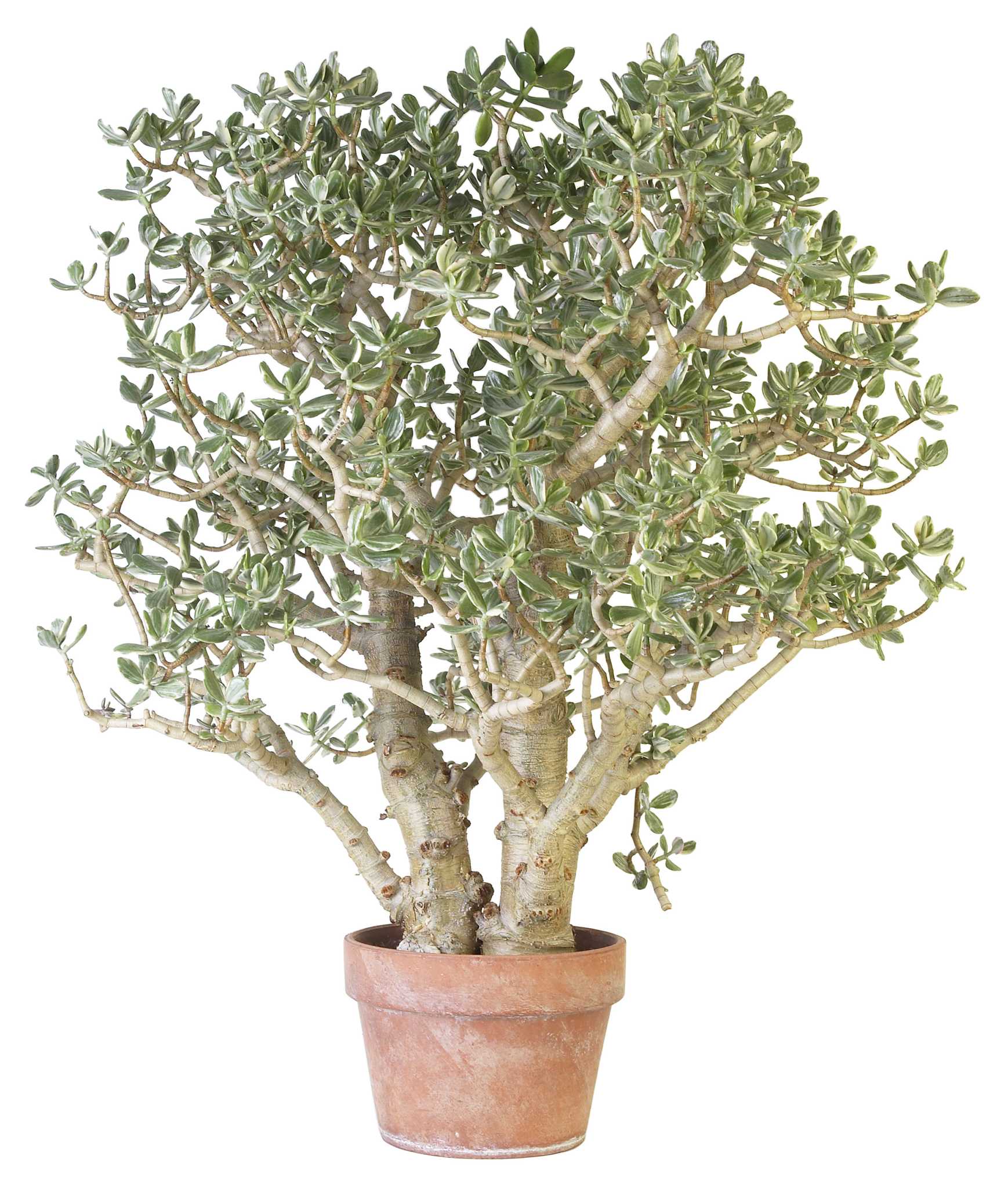 How to Look After a Jade Plant