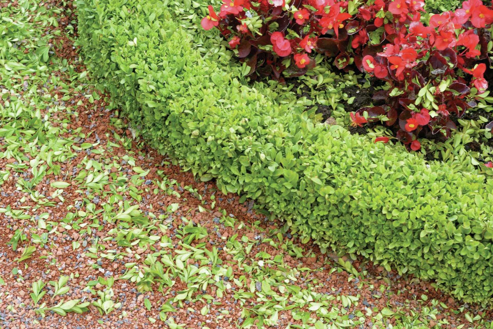 How to Uproot a Boxwood Root System