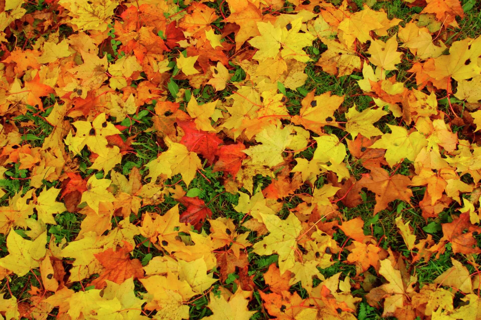 How to Use Dead Leaves as Ground Cover