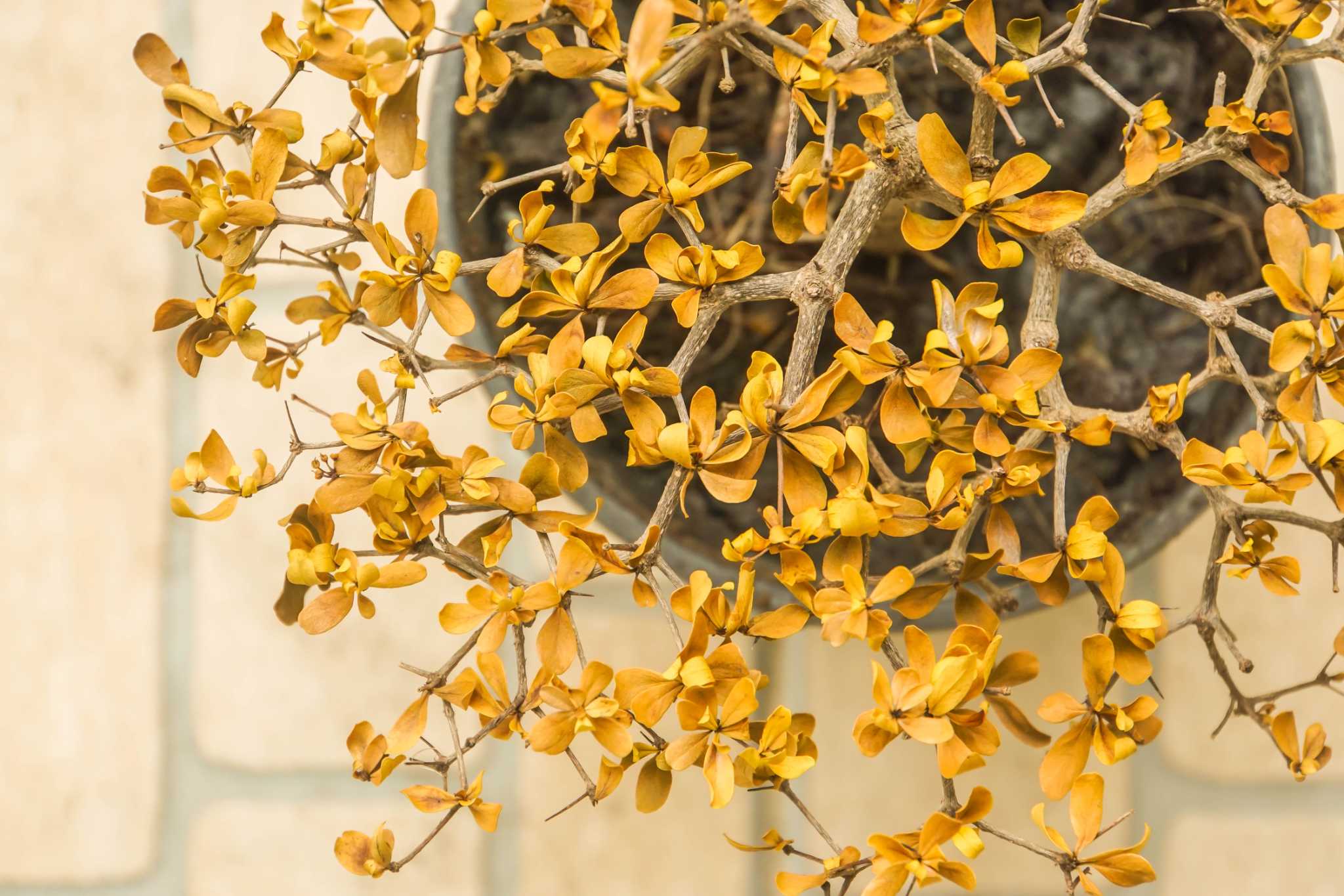 How to Know if a Bush Is Dead