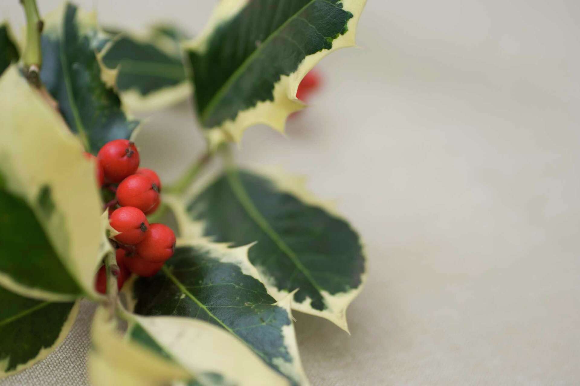 How to Identify English Holly Vs. American Holly