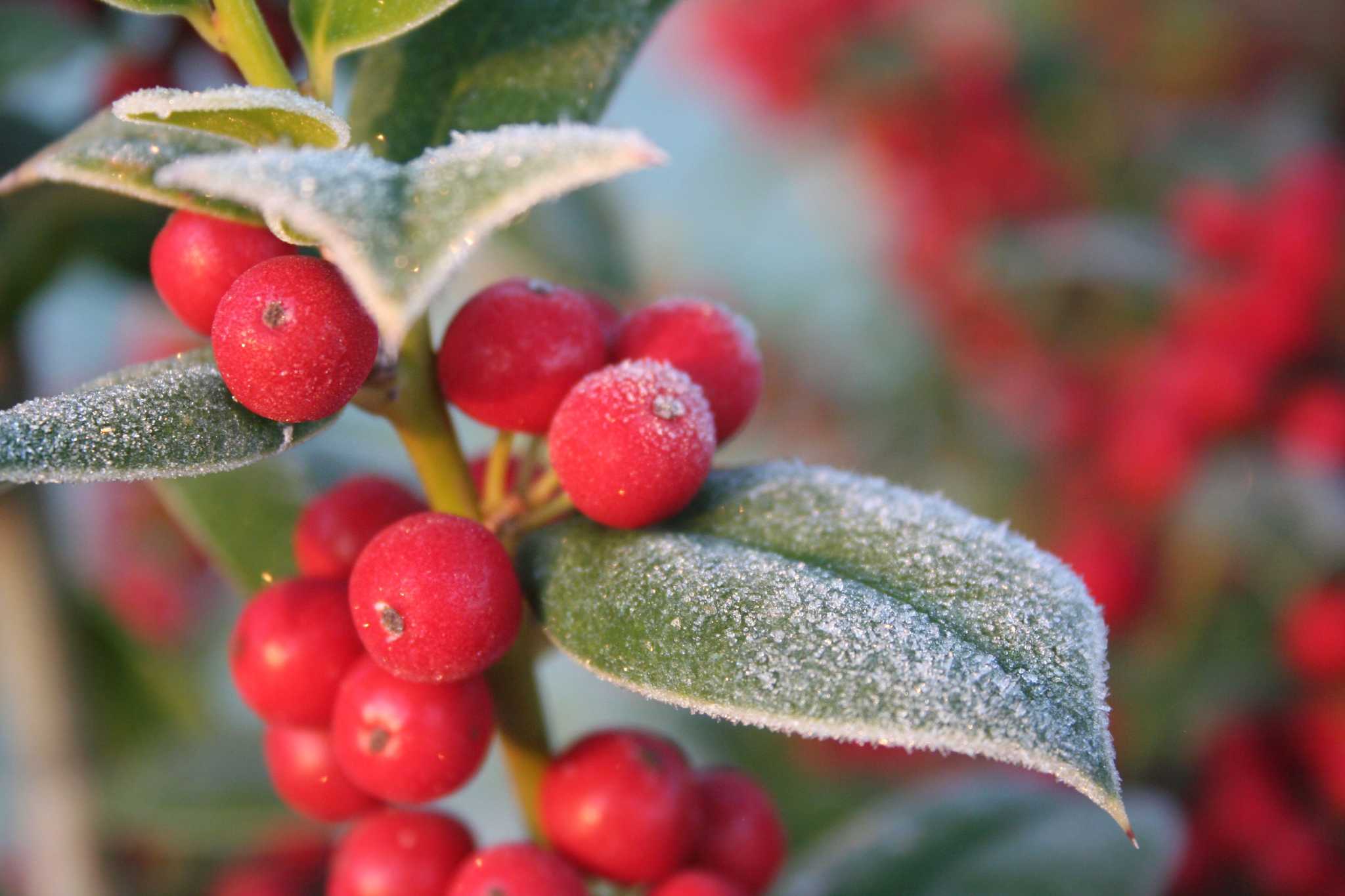 Bushes or Shrubs With Red Berries