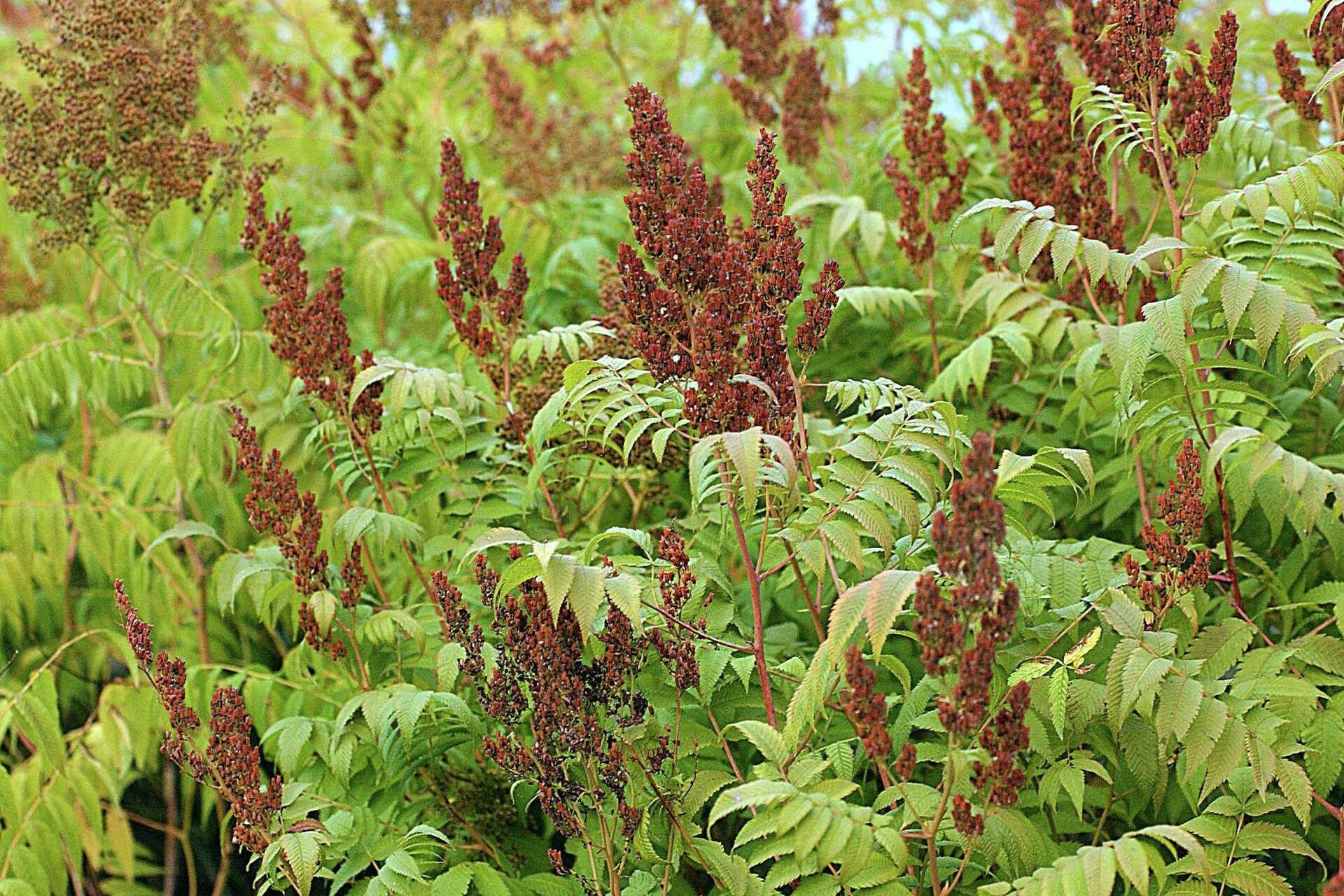 How to Prevent Root Spread in Smooth Sumac