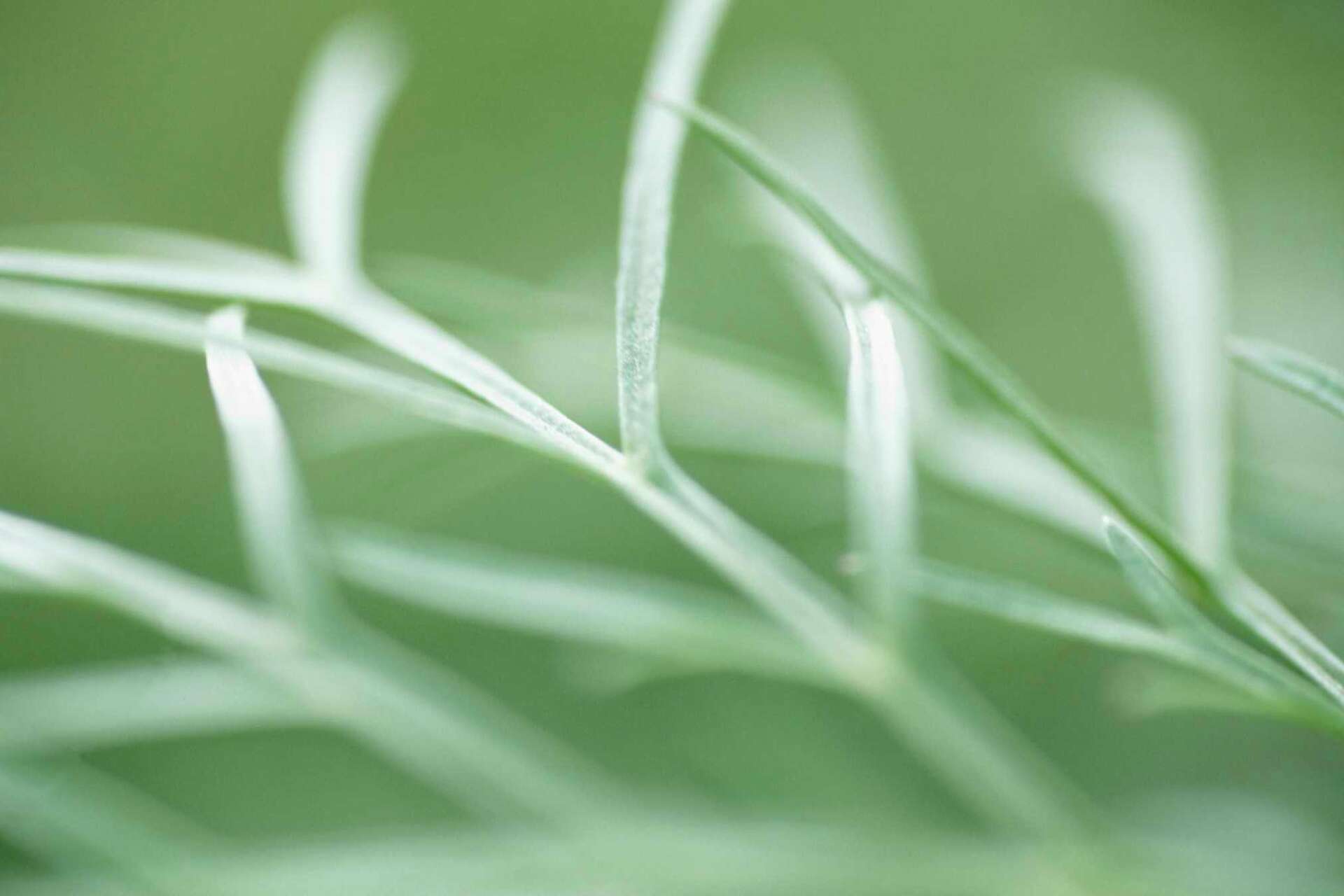 How to Fix a Weed Overgrown Lawn