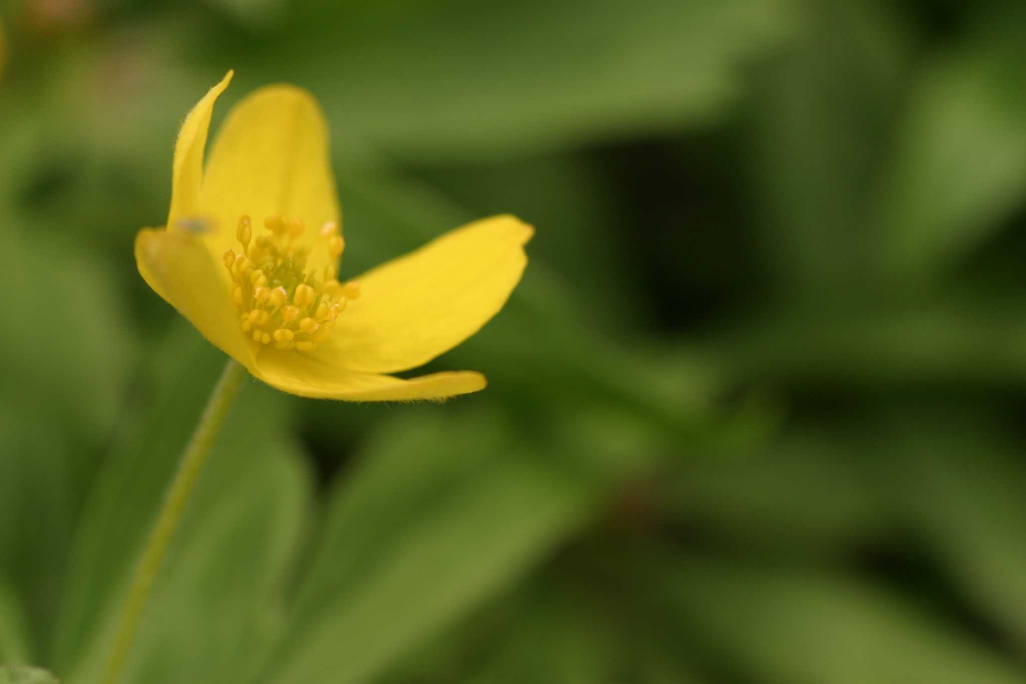 Buttercup Classification