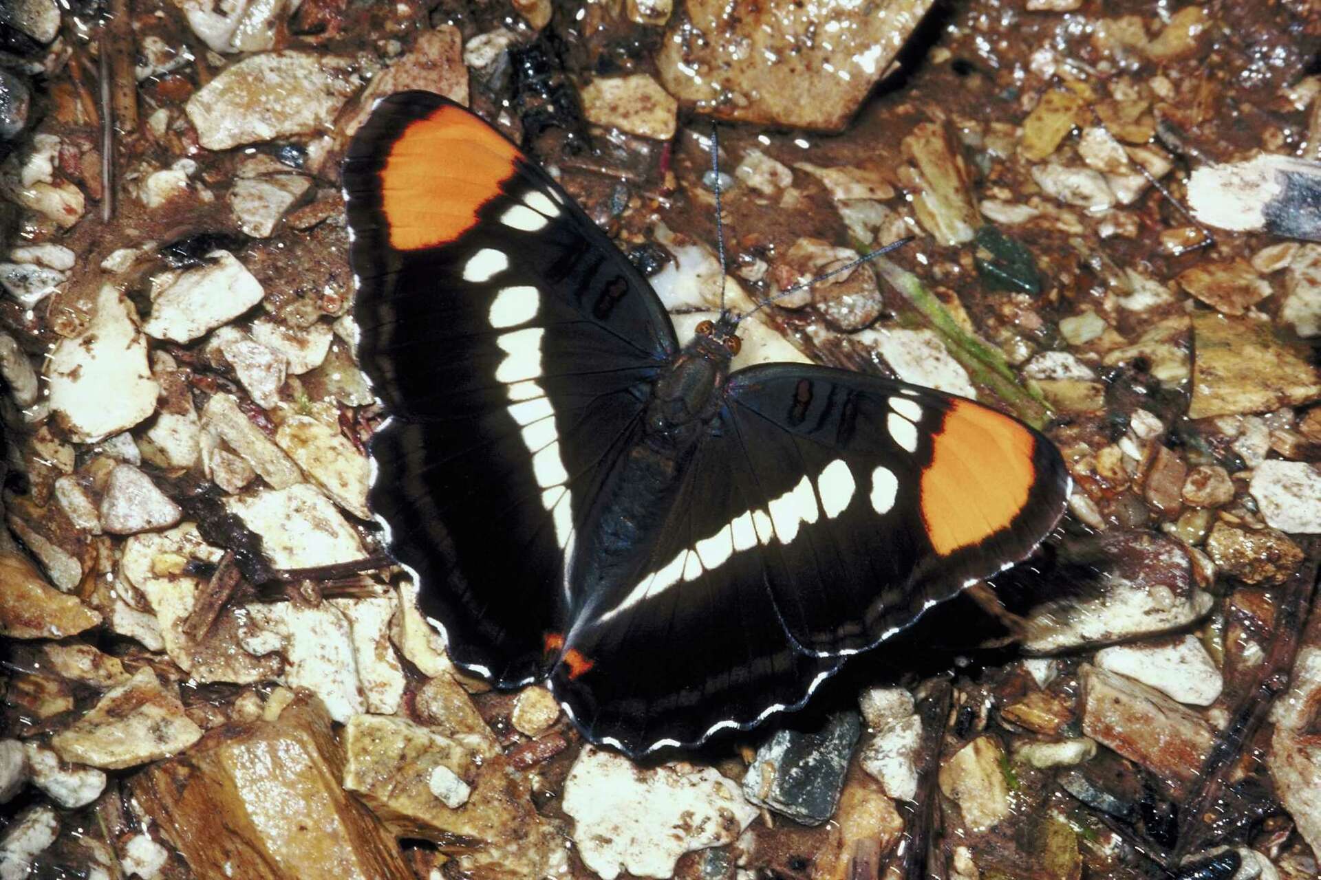 What Butterflies Lay Eggs on Oak Trees?