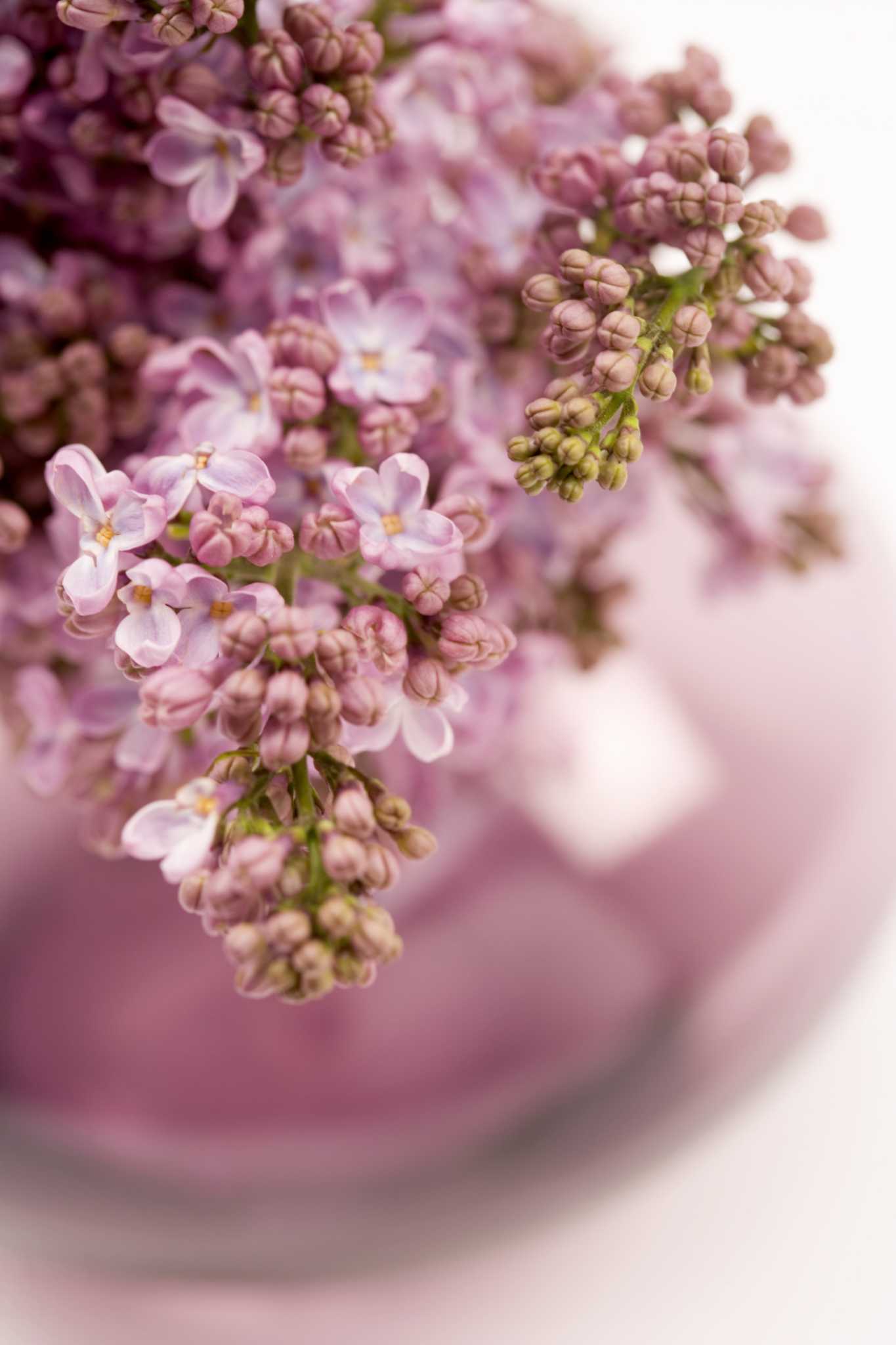 Butterfly Bush Pests