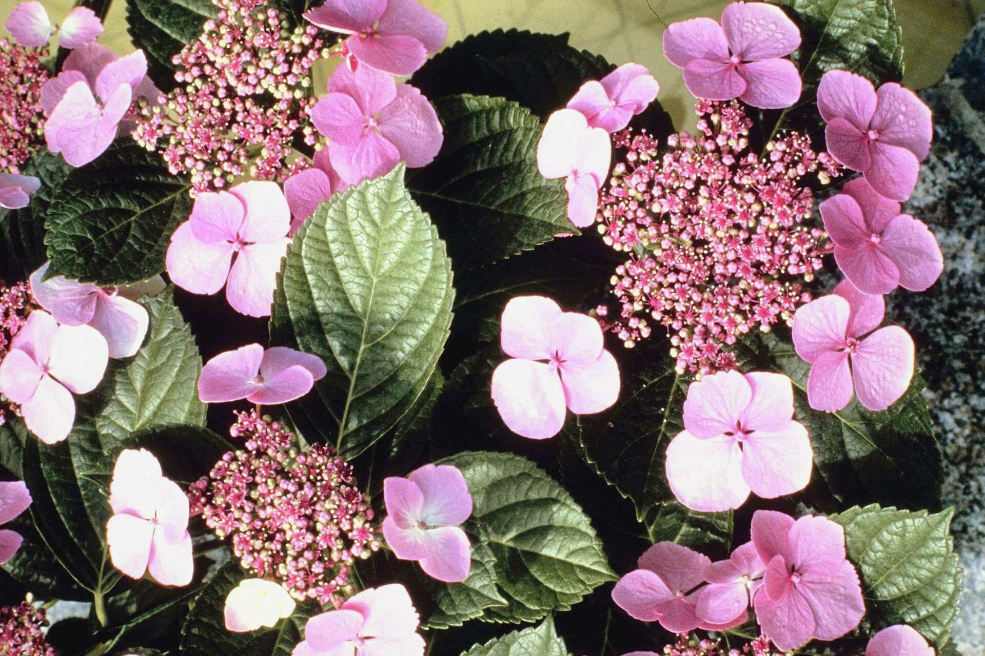 How to Seed Hydrangea