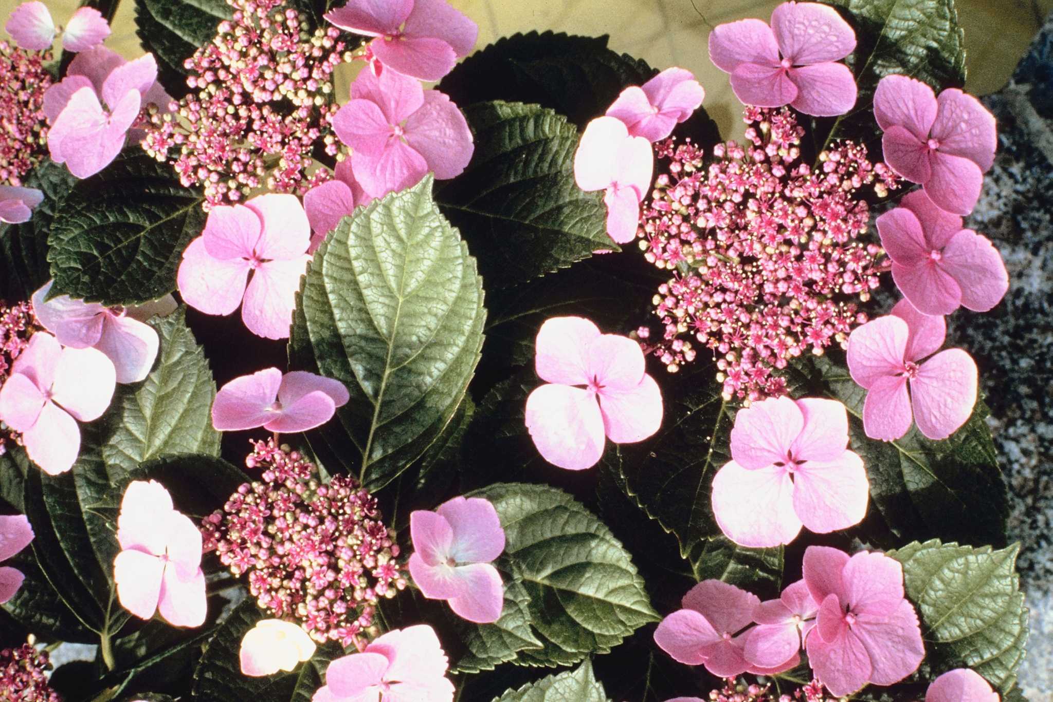 How to Seed Hydrangea