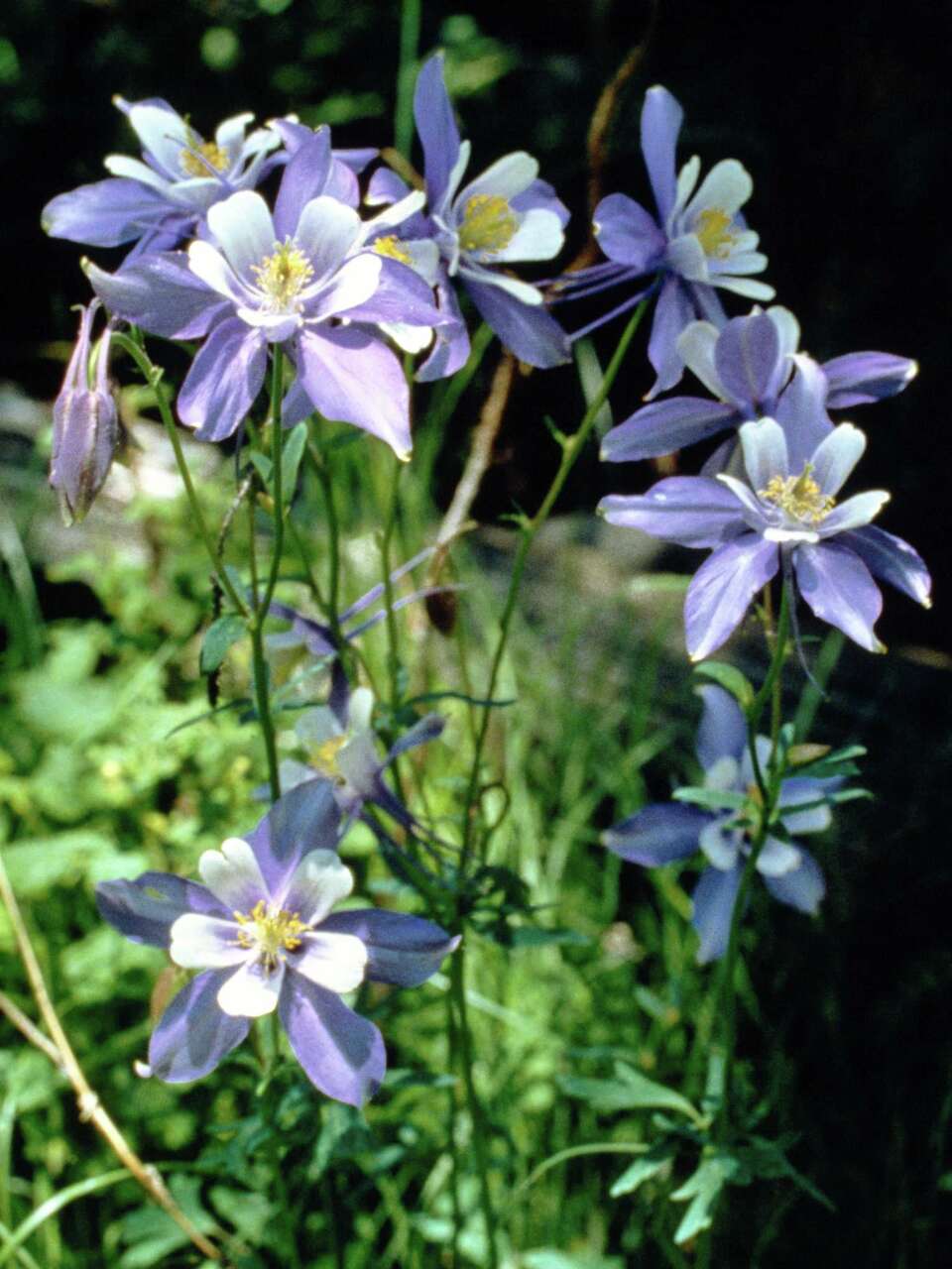 How to Grow Giant Columbine