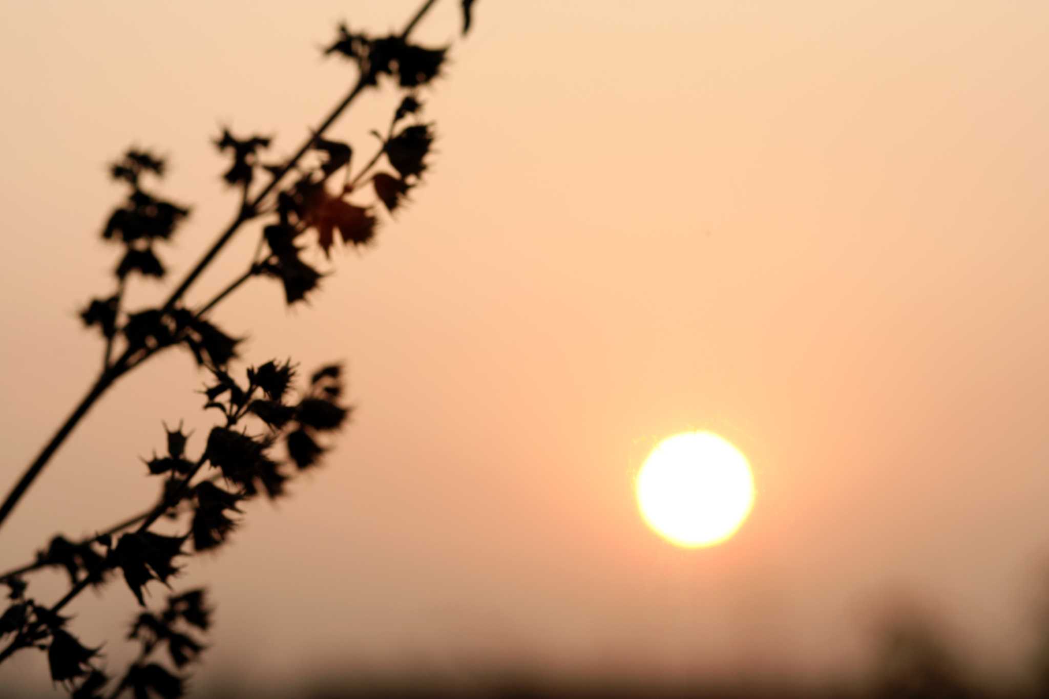 Flower Garden Plans for Afternoon Sun