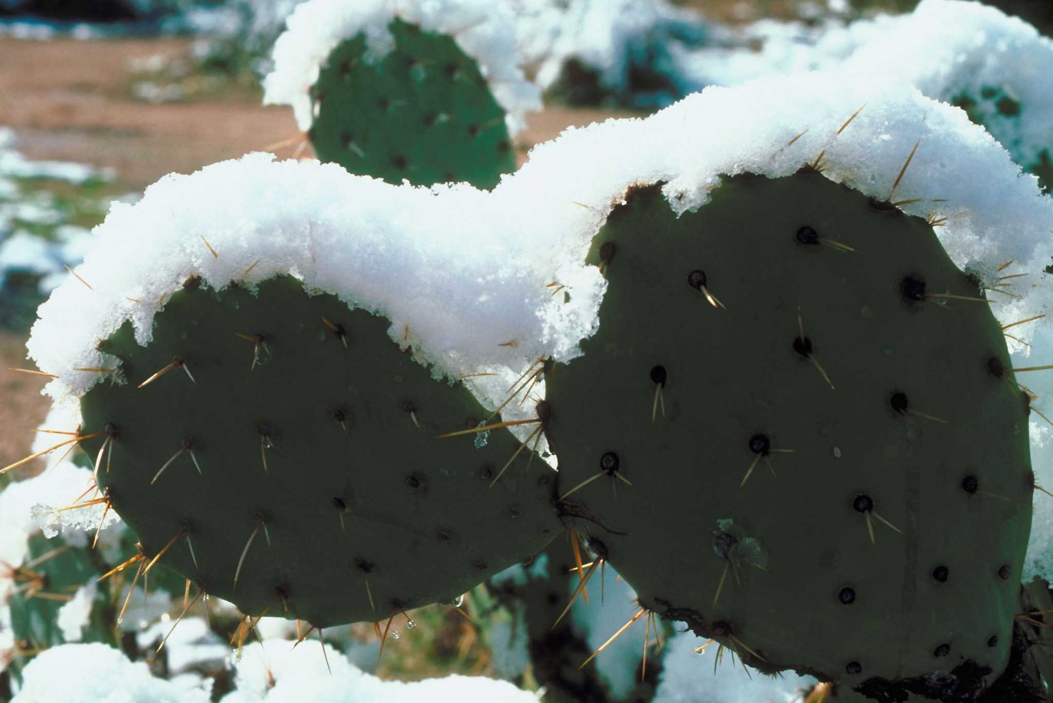 Cactus Cuttings and Sulfur Powder