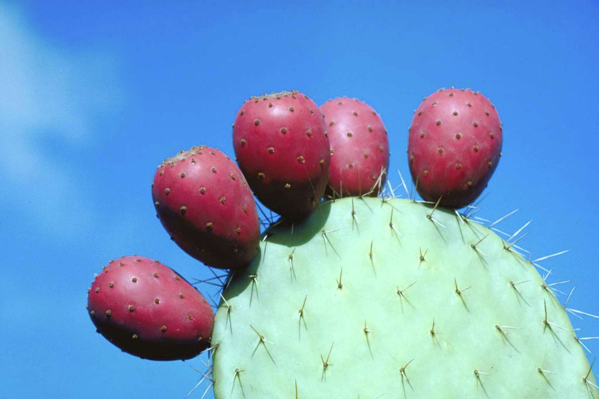 What Plants Have Thorns and Fruit?