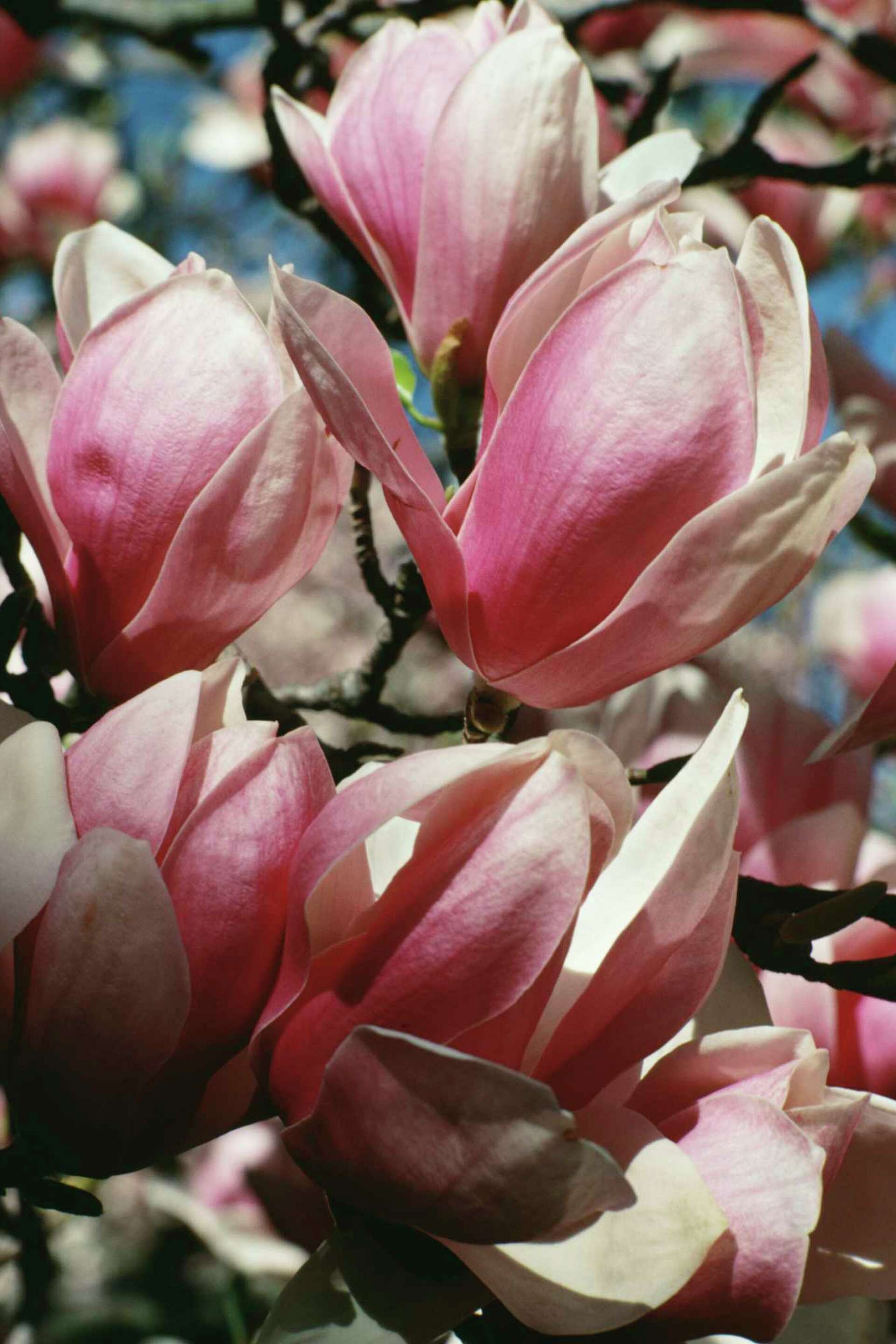 What Is the Magnolia's Scientific Name?