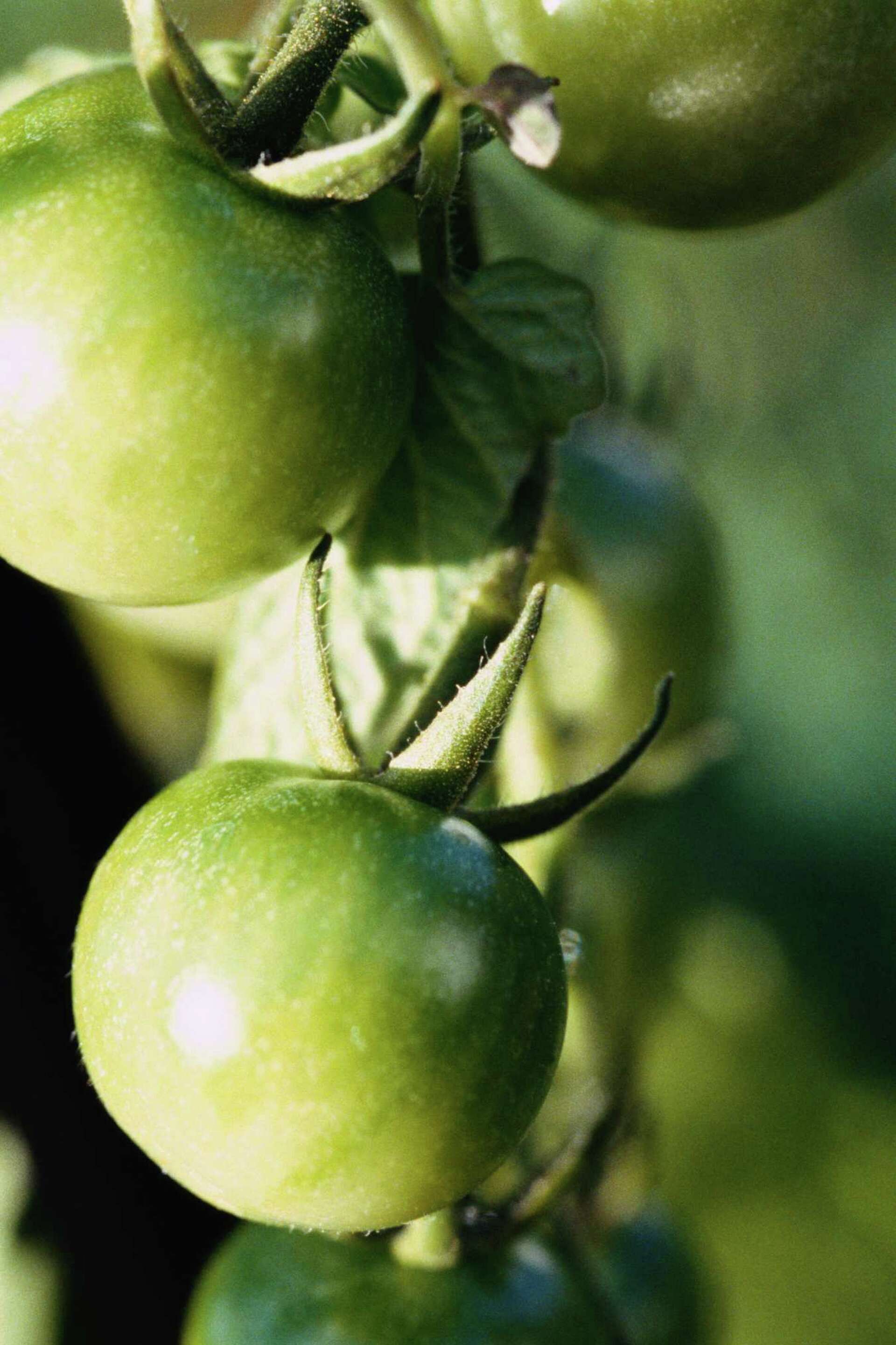 Ideal Humidity for Indoor Tomato Plants