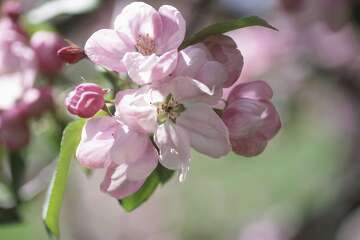 How Do Flowers Become Fruit?