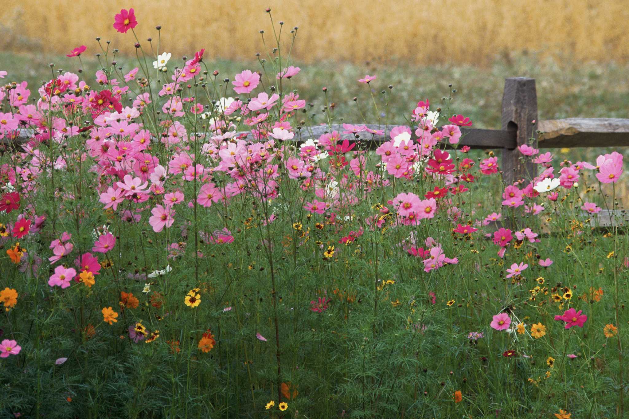 Flowers for the Front of a Split-Rail Fence