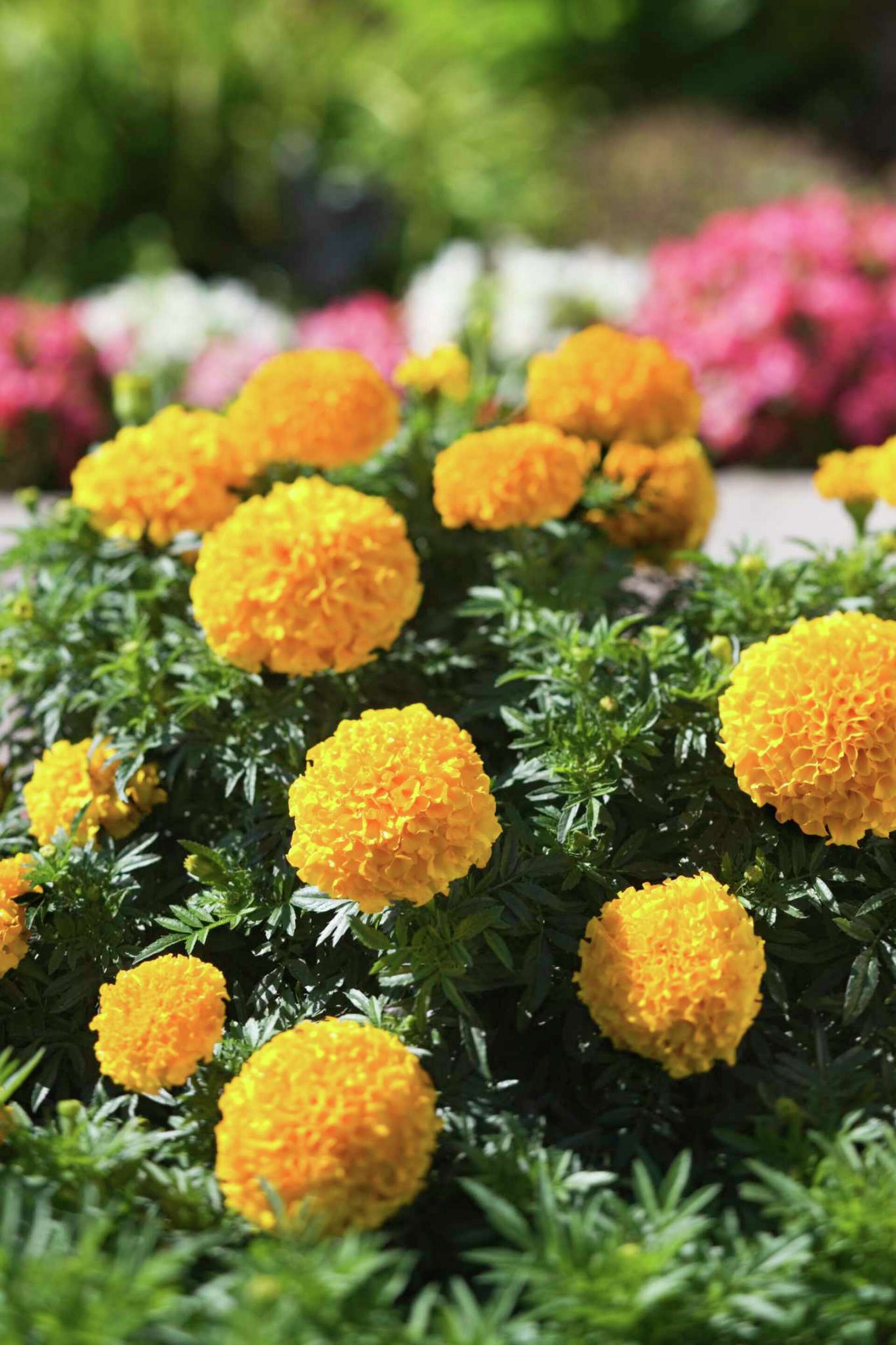 Marigold Dwarf Mix Facts