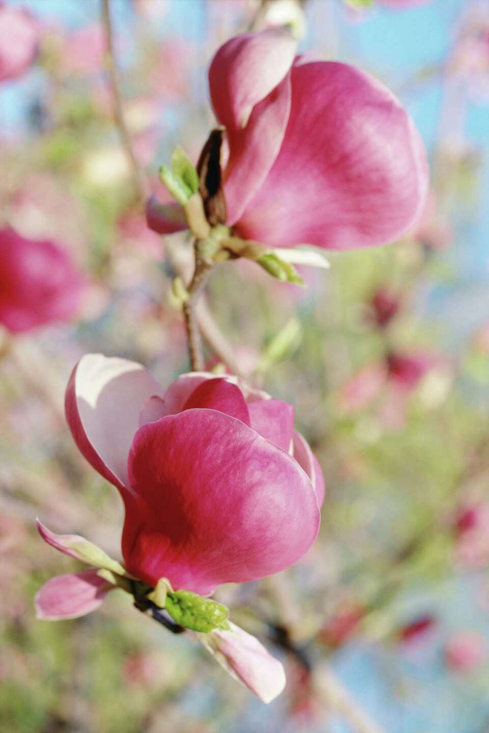 Varieties of Dwarf Pink Magnolias