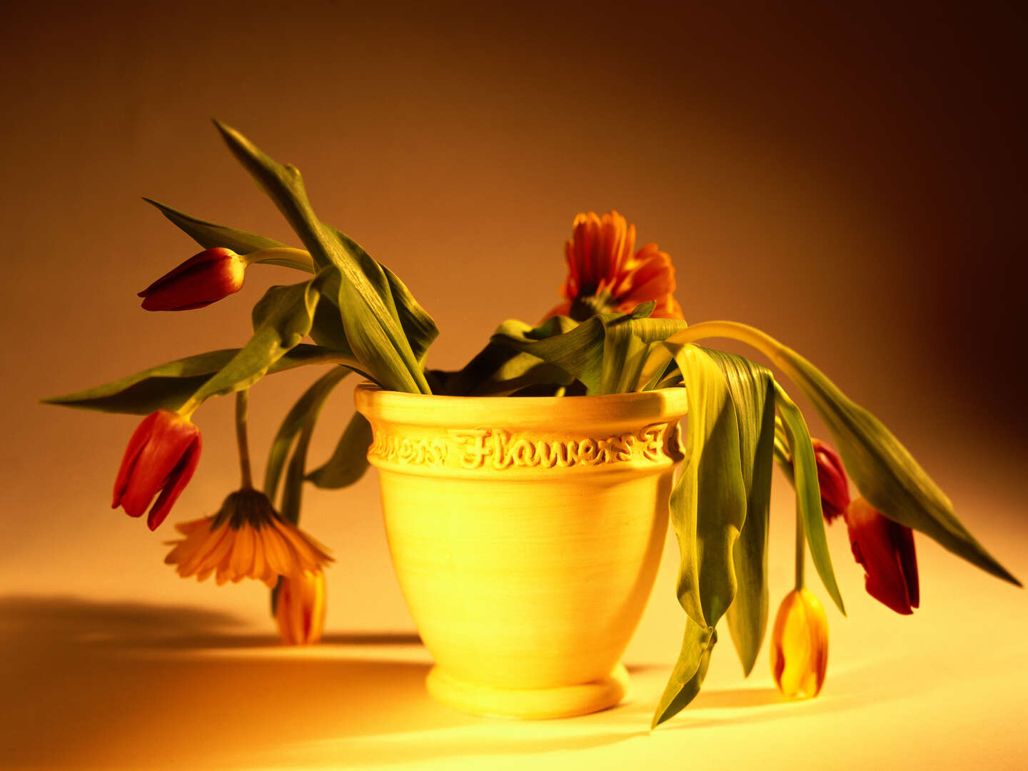 What Makes Flowers and Leaves Shrivel?