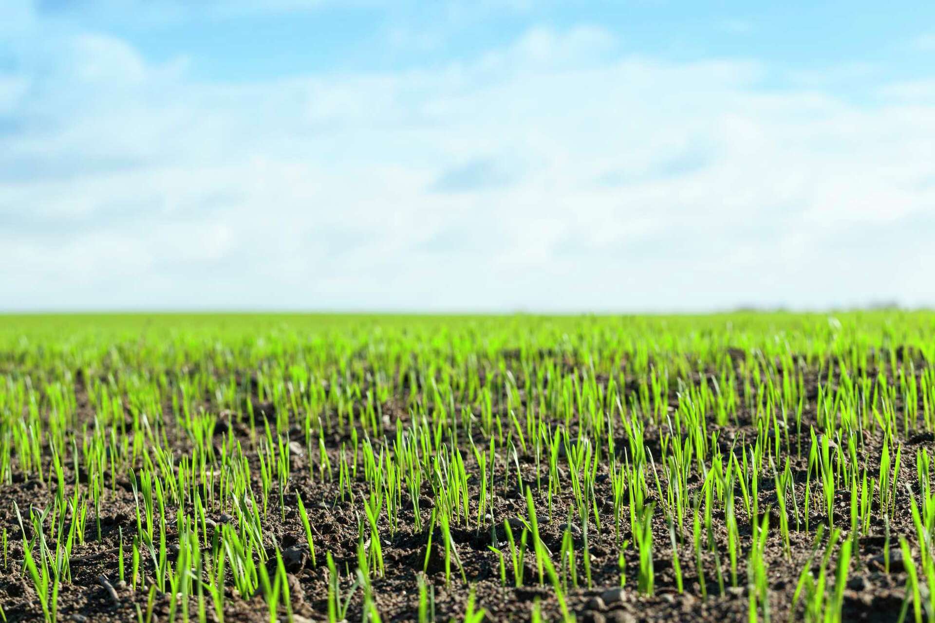 How to Calculate Grass Seed Per Acre