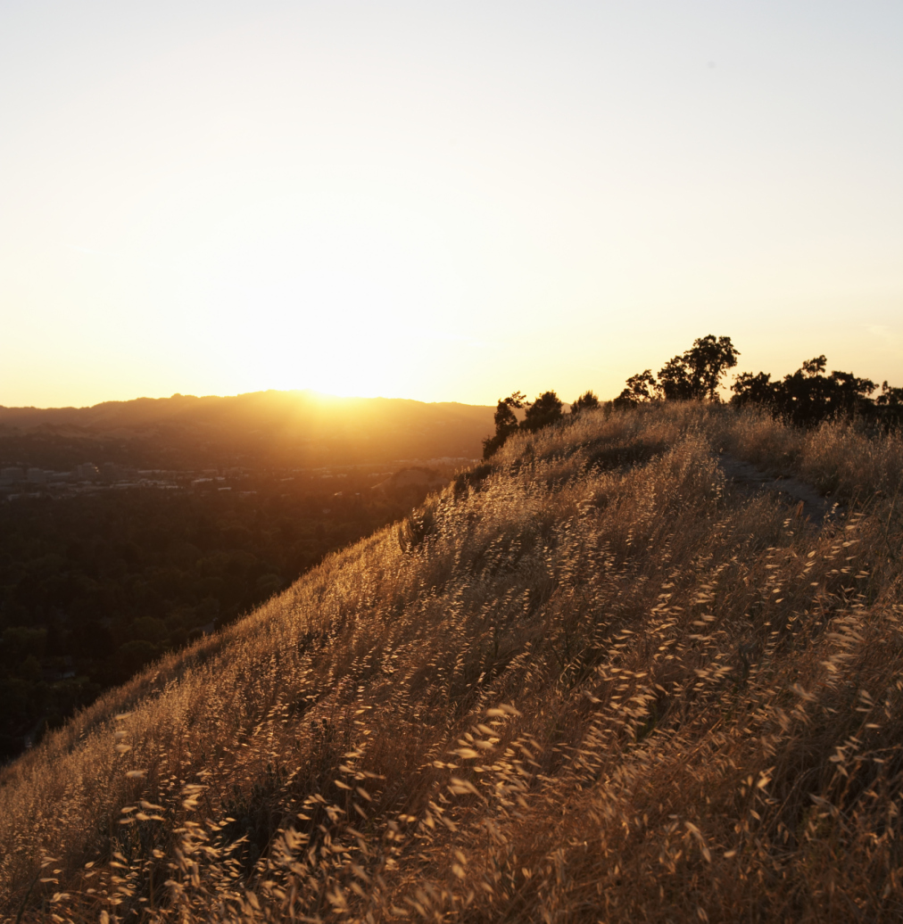 Small Bushes With Deep Roots
