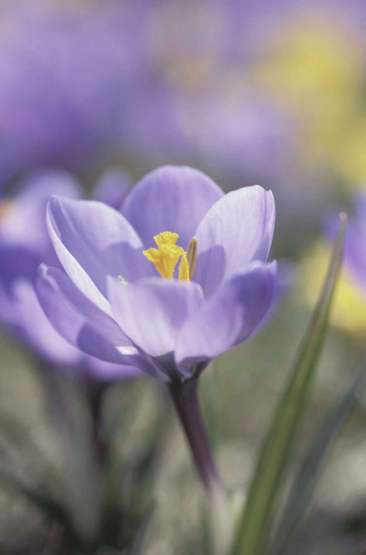 How to Harvest & Store Saffron Corms