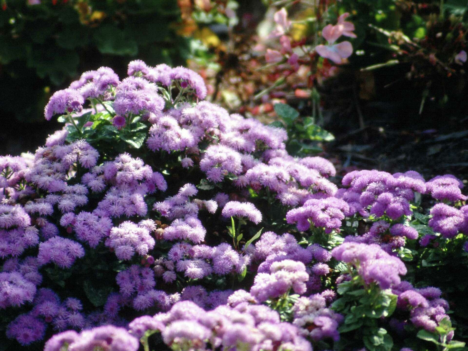 How to Care for a Hawaiian Blue Ageratum