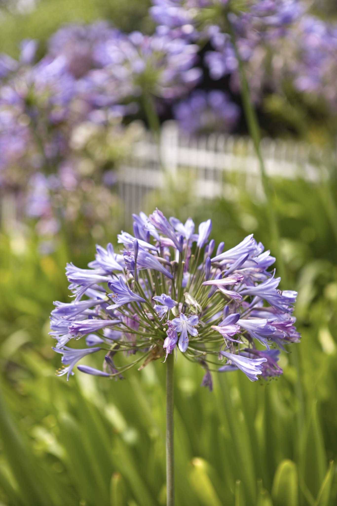 The Best Flowers to Use As a Border by Sidewalks