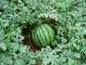 What Is a Watermelon Hill in Planting?