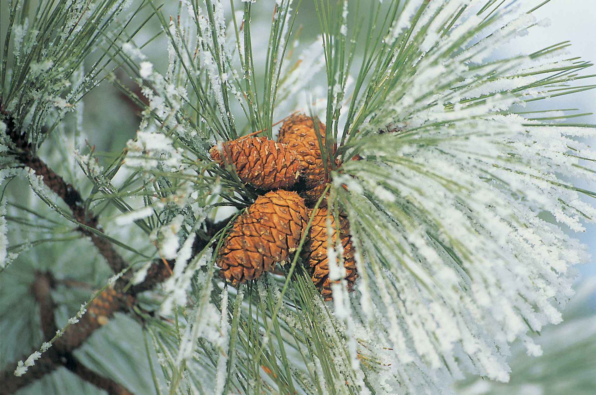 Does a Pine Tree Reproduce With Flowers?