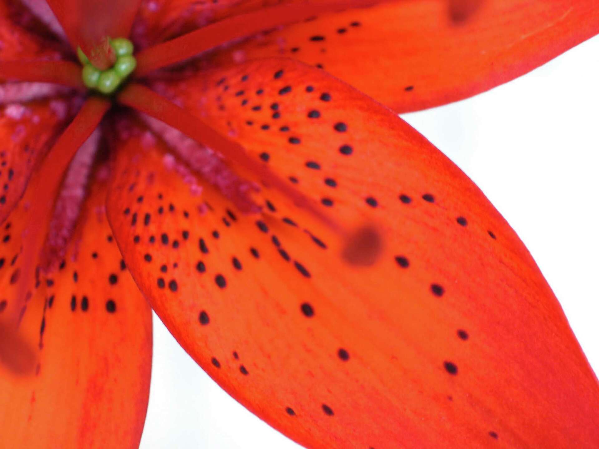 Splitting Tiger Lilies