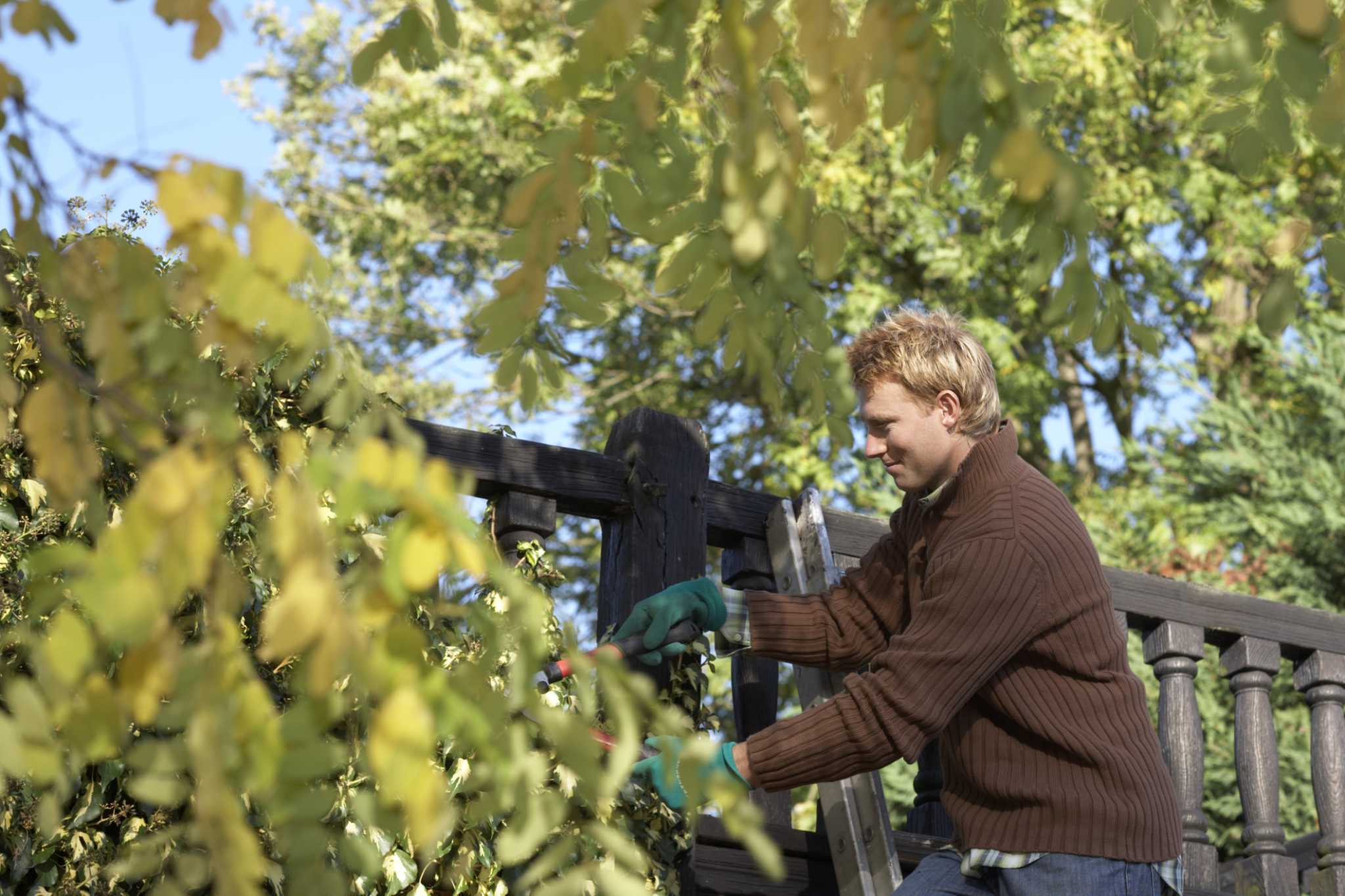 The California Code for a Landowner's Right to Trim Trees