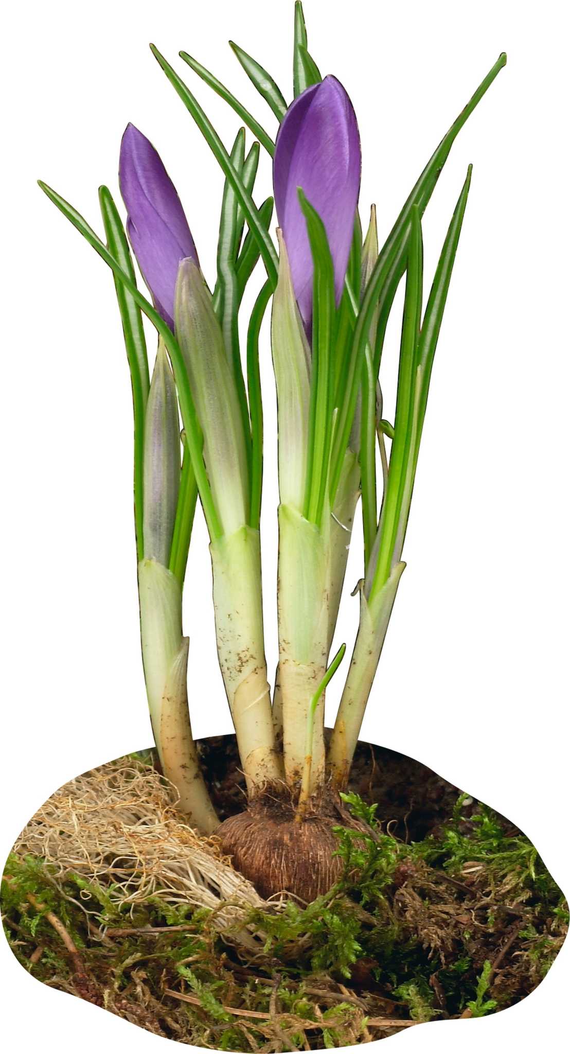 How to Grow a Crocus in a Vase