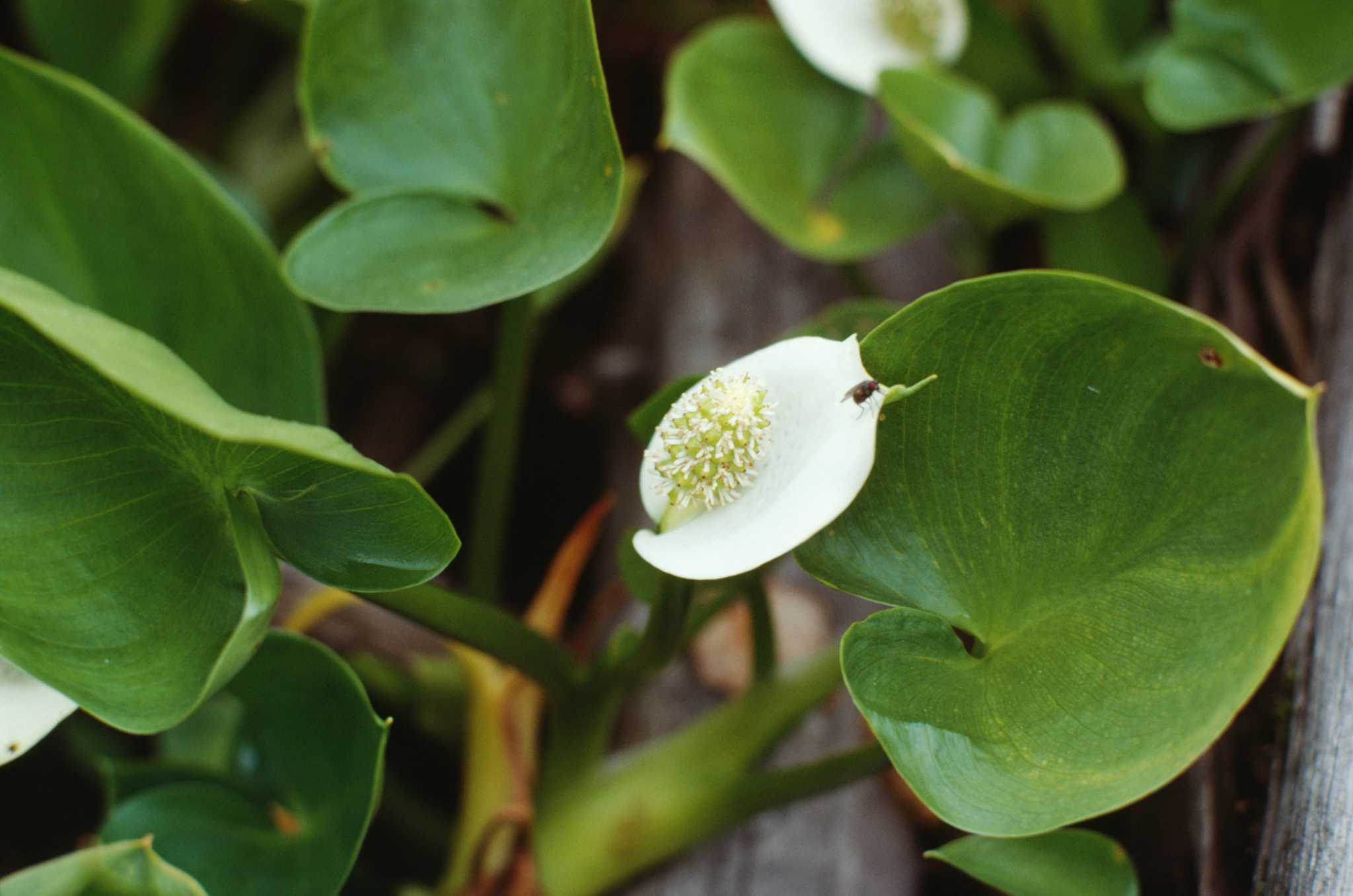 How to Transplant Calla