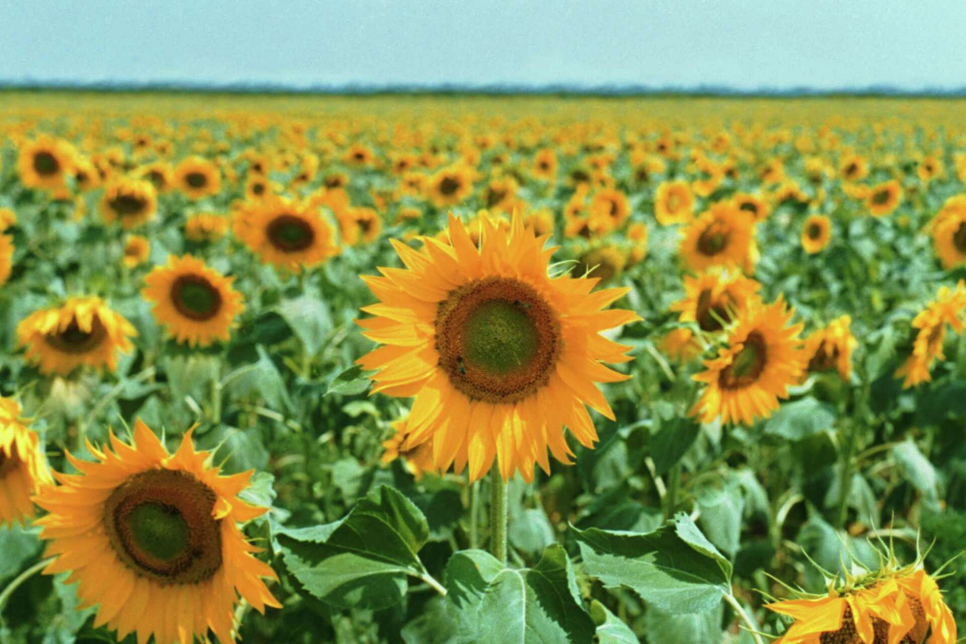 What Is It Called When Sunflowers Turn & Face the Sun?