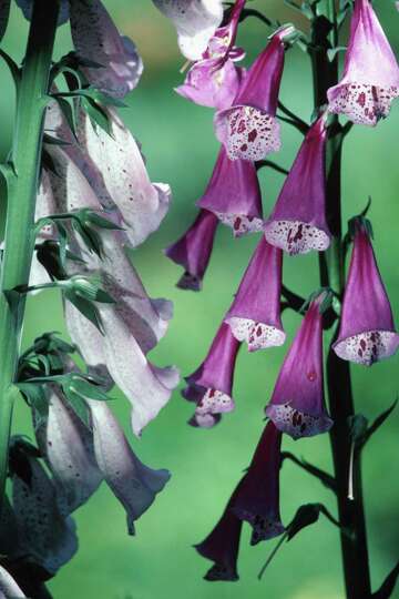Foxglove Plant Information