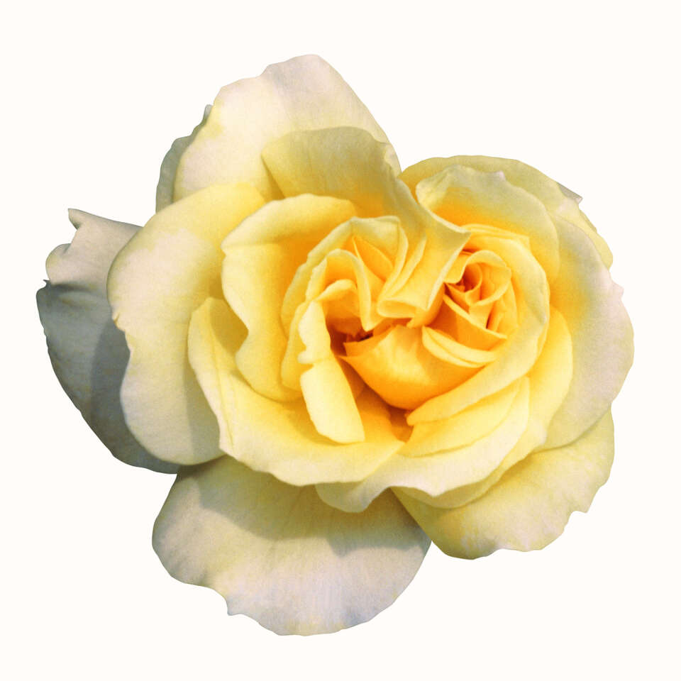 What Is the Most Fragrant Yellow Rose?