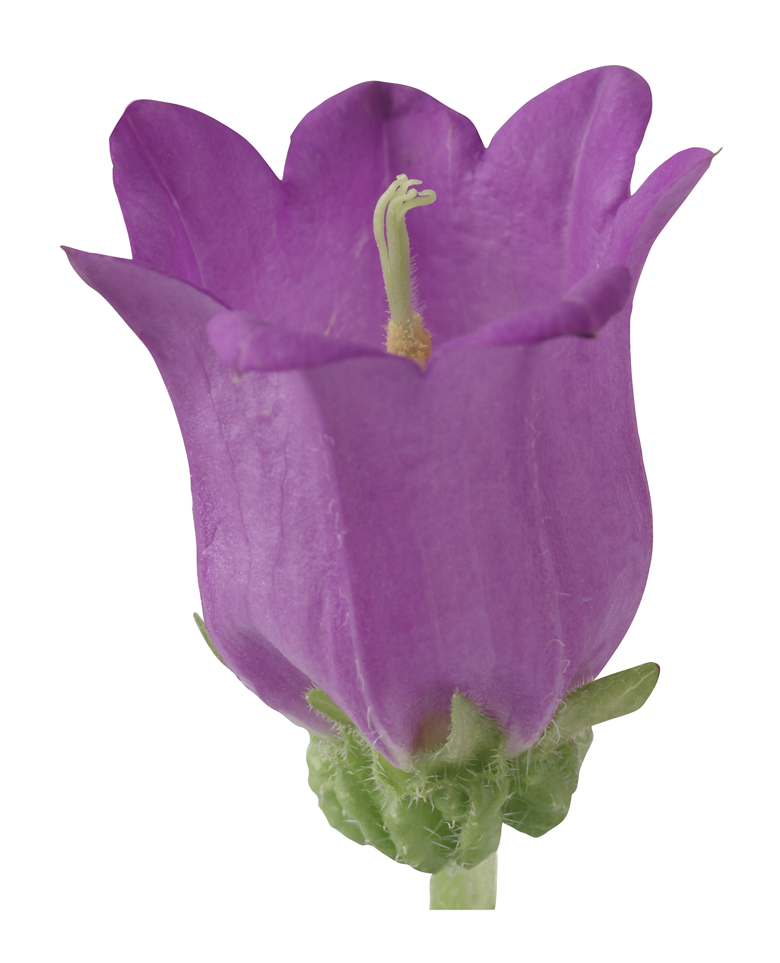 Are Campanula Deer-Resistant?