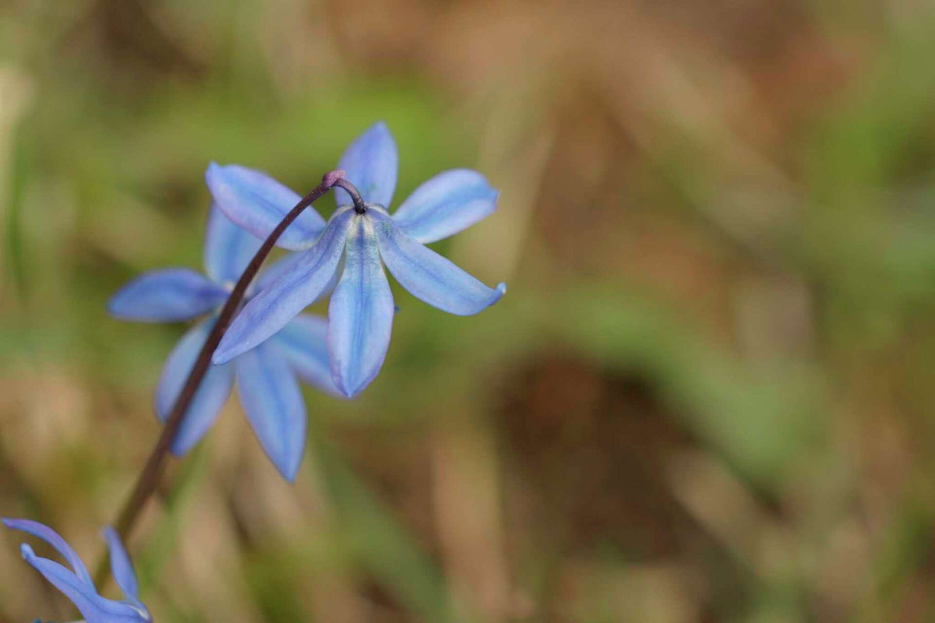 Are Campanula Superba Toxic to Dogs?