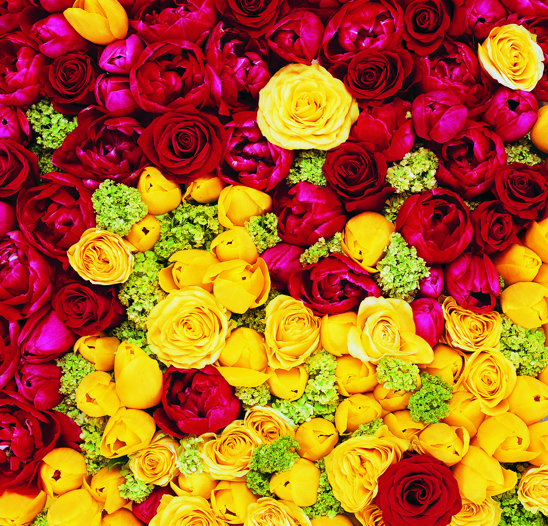 Can You Add Bleach to Roses?