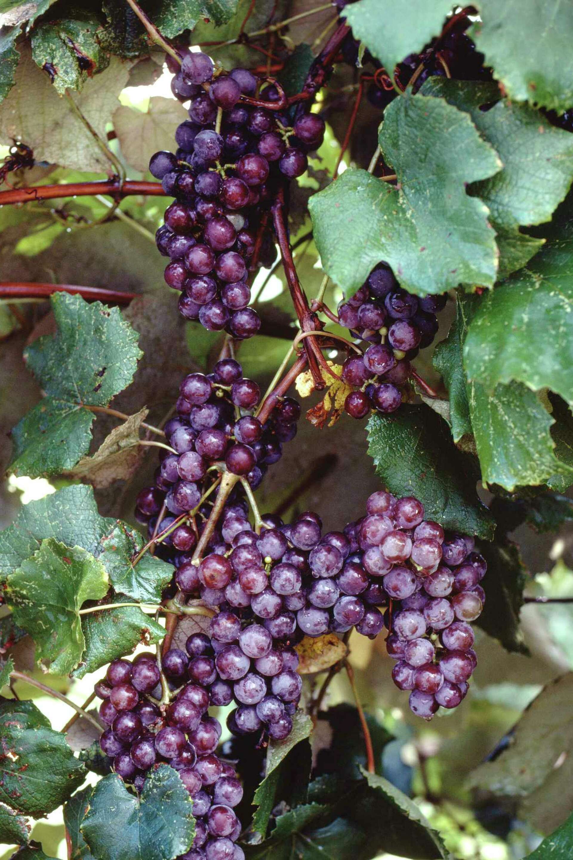 How to Grow a Black Corinth