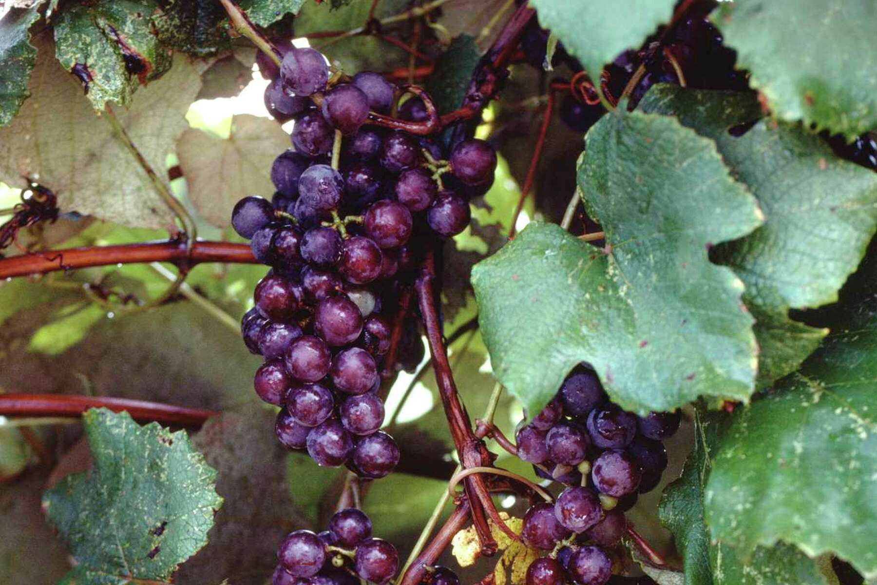 Concord Grape Pruning Method