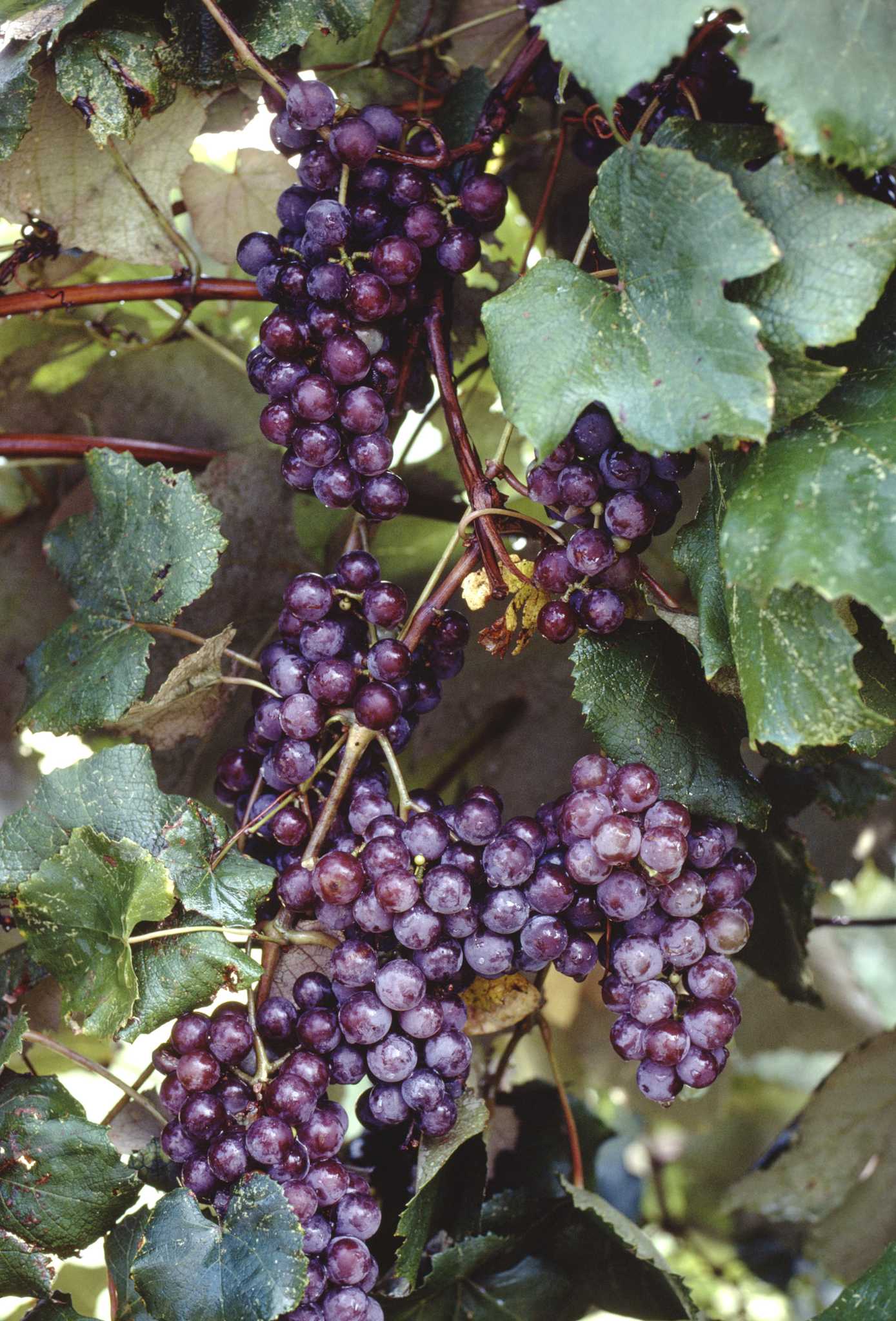 How To Grow A Black Corinth