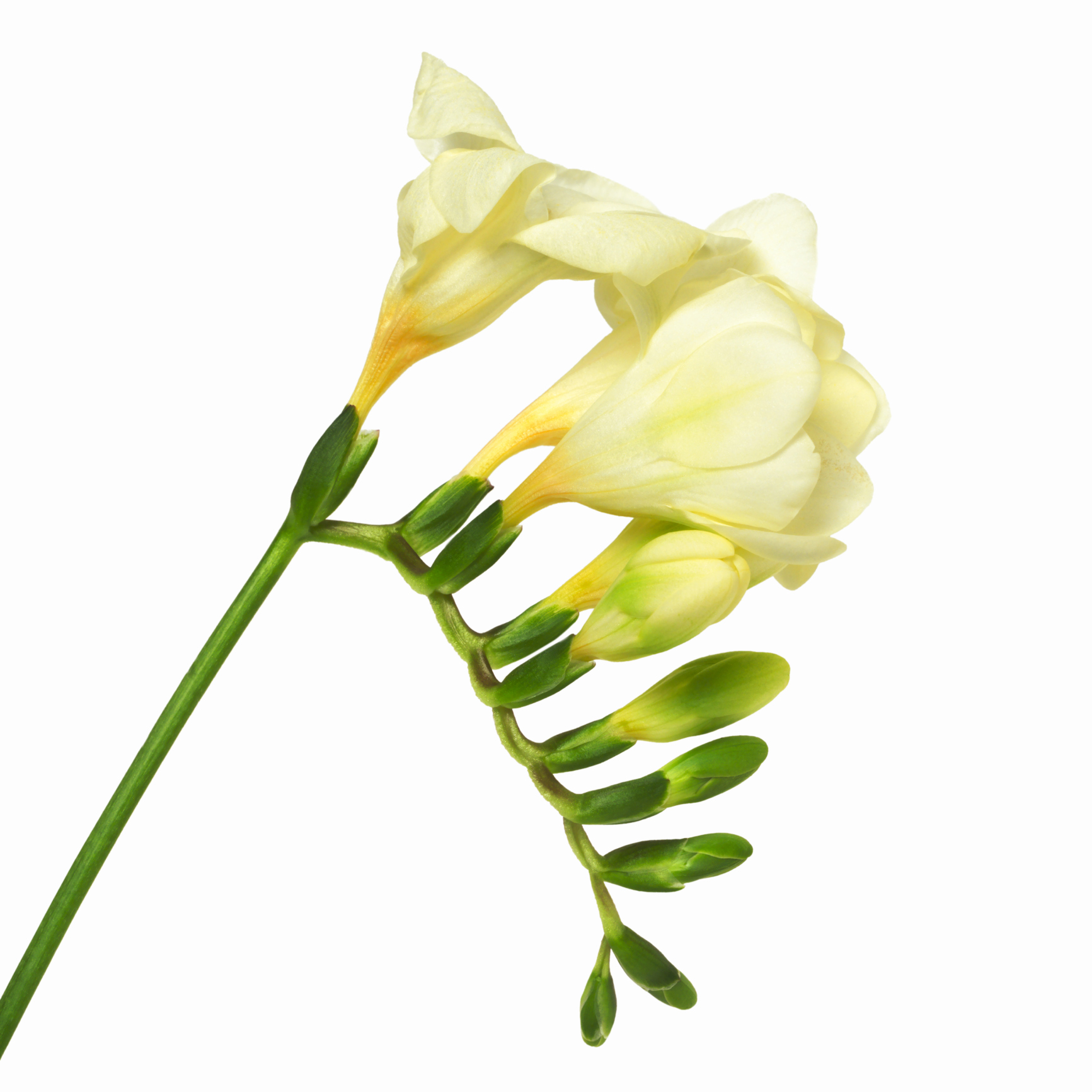 Freesia Facts