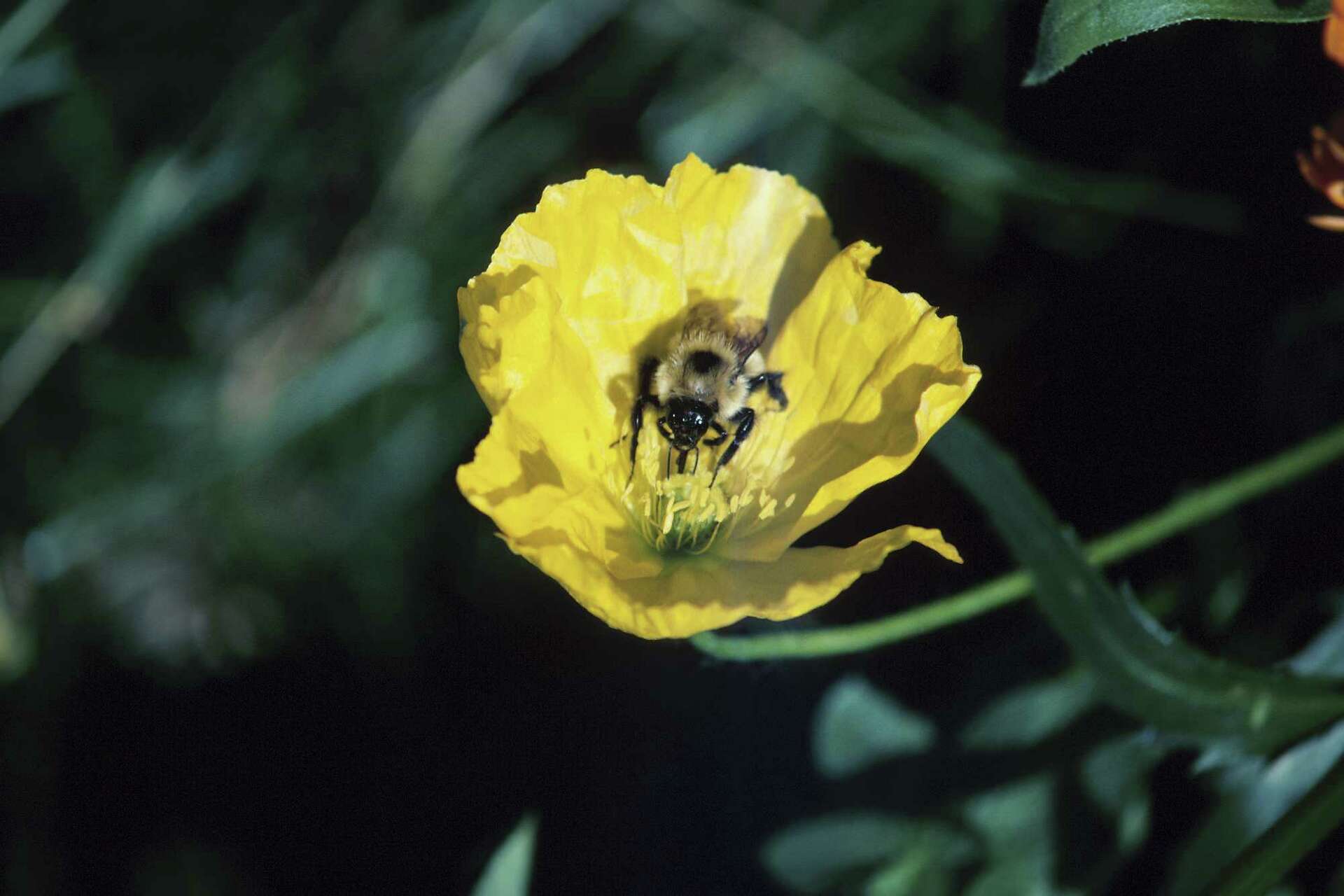 What Can I Do to Attract Bees to My Tomato Plants?