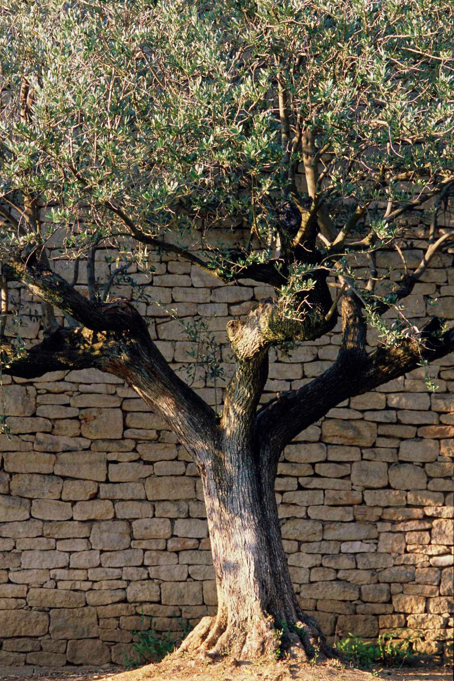 Freeze on an Olive Tree